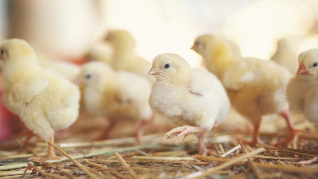 Furaje Pui de găină | PRIMO: Furaje de încredere